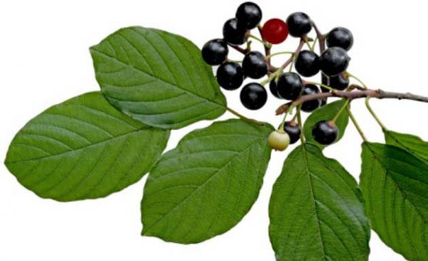 Cascara Sagrada - ital is vital