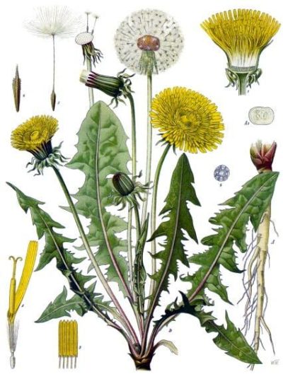 Dandelion - ital is vital