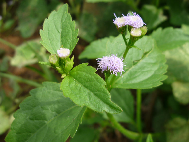 Ageratum conyzoides - ital is vital