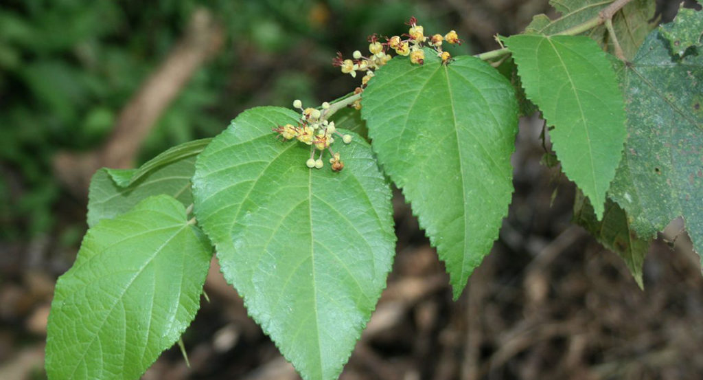 Cablote (Cualote) - ital is vital