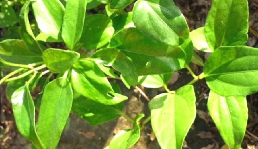 Guaco (Mikania spp.) - Benefits and Uses - ital is vital