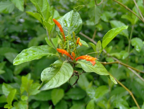 Wild Lettuce - Benefits & Uses - ital is vital