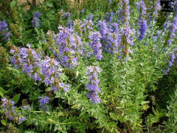 Croton (Pavana) - ital is vital