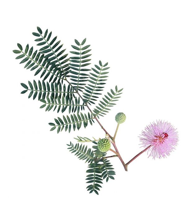 Mimosa Pudica - Sensitive Plant - Benefits and Uses - ital is vital