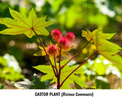 Castor Plant / Castor Oil Benefits & Uses - ital is vital