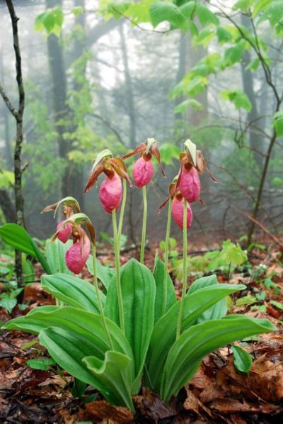 Lady's Slippers Plant - It's Benefits & Many Uses - ital is vital