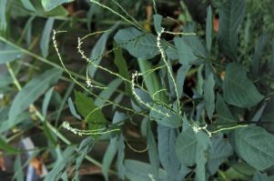 Anamu (Guinea Hen Weed) Benefits and Uses - ital is vital