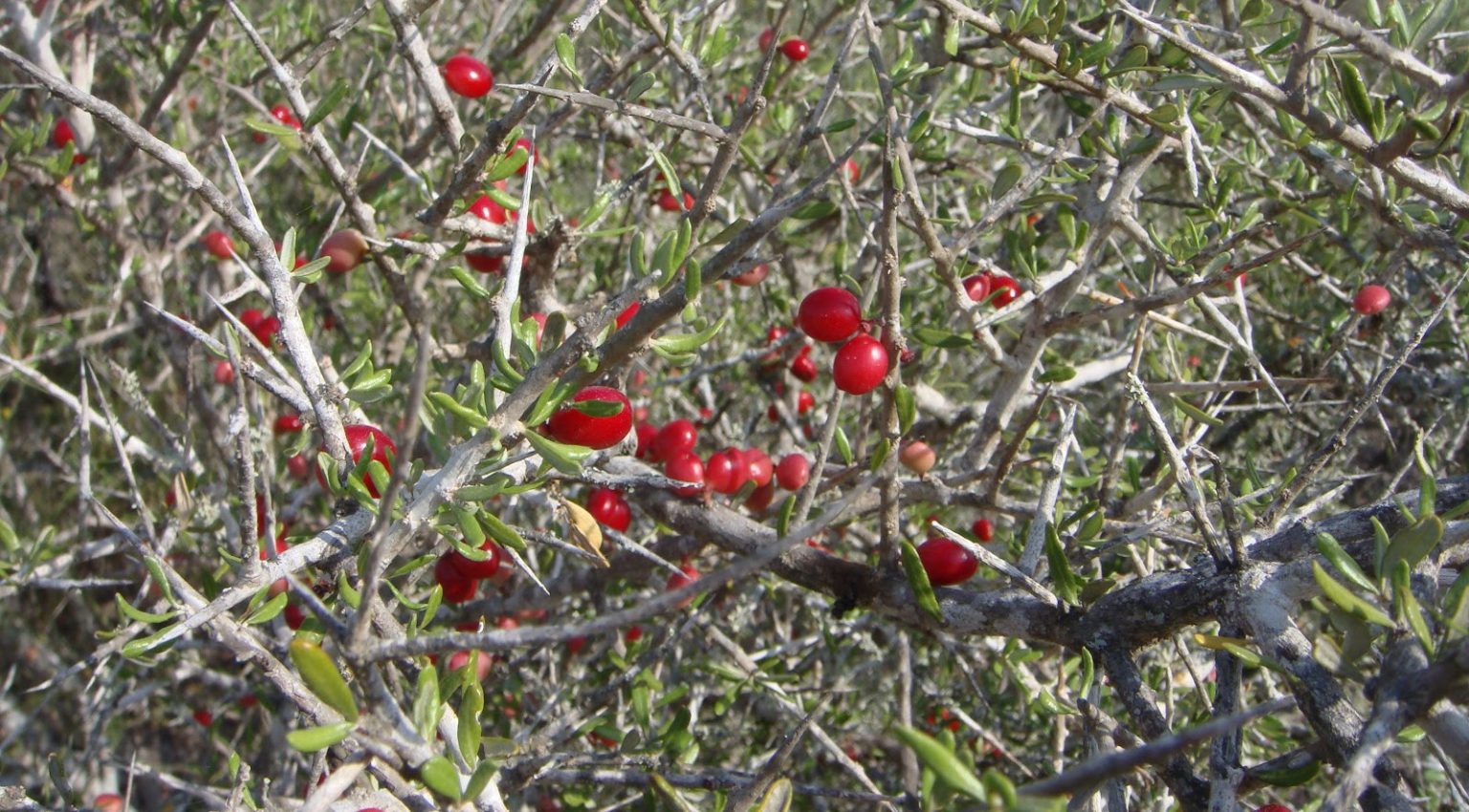 Chaparro Amargo (Castela Tortuosa) Uses and Benefits - ital is vital