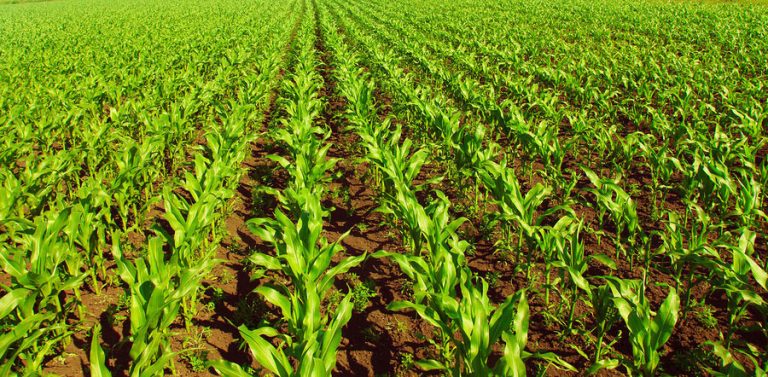 The Problem with Monoculture: Understanding the Risks of Single-Crop ...