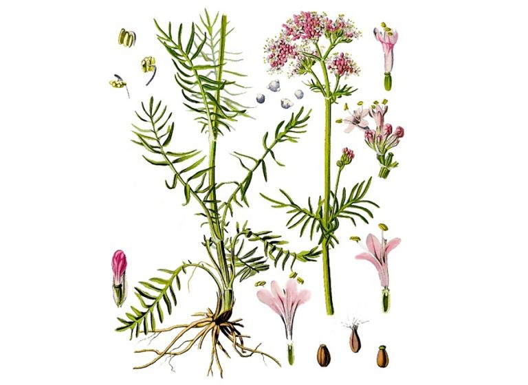 Valerian - Uses and Benefits - ital is vital