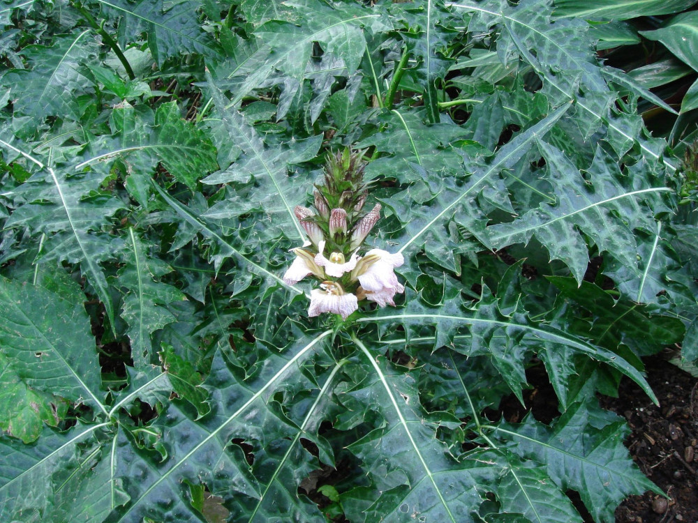 Traditional Plants Used for Medicinal Purposes in Güroymak (Bitlis ...