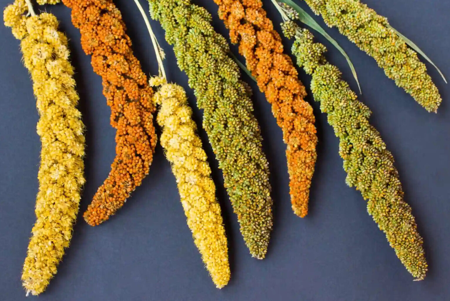 All About Millet: Varieties, Health Benefits, and Tasty Recipes - ital ...