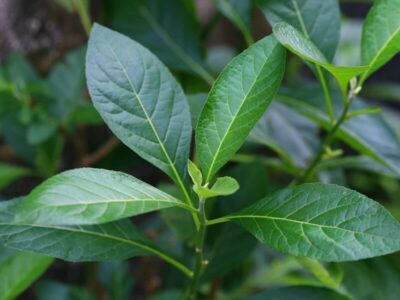 A Profile of Bitter Leaf (Vernonia amygdalina) - ital is vital