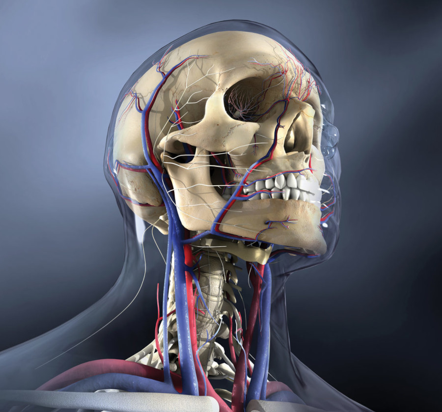 Anatomy Overview: Head and Facial Structures - ital is vital