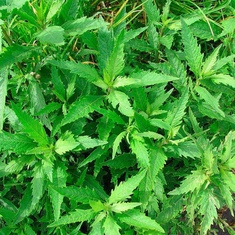 Herb Profile: Epazote (Semen Contra / Semi Contra) - ital is vital