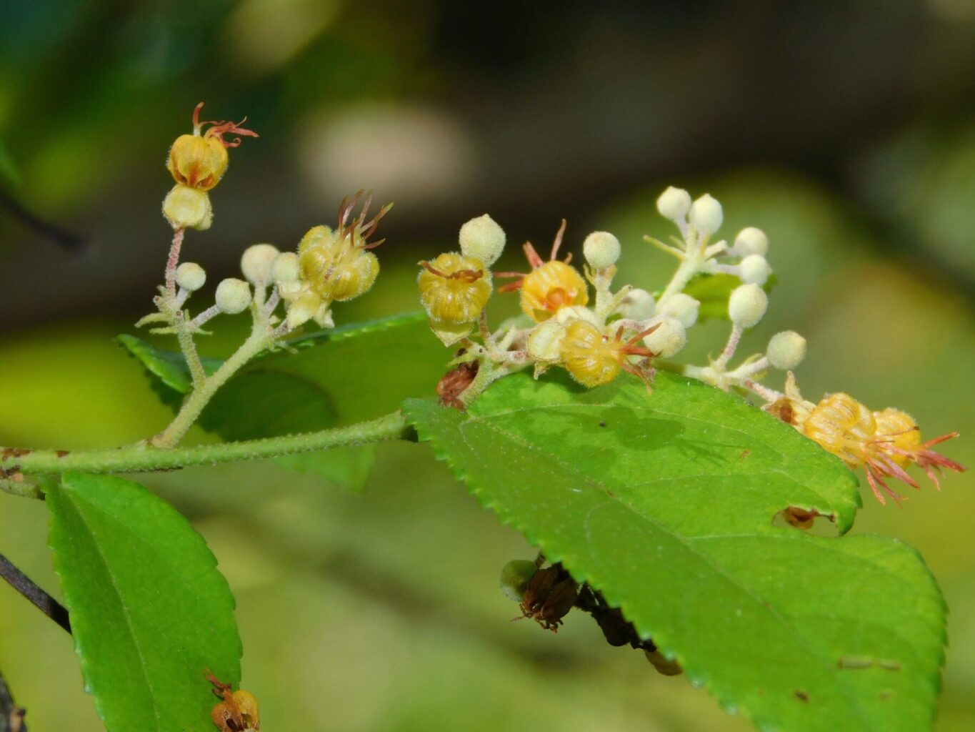 Bas Cedar (Guazuma ulmifolia Lam.) - ital is vital